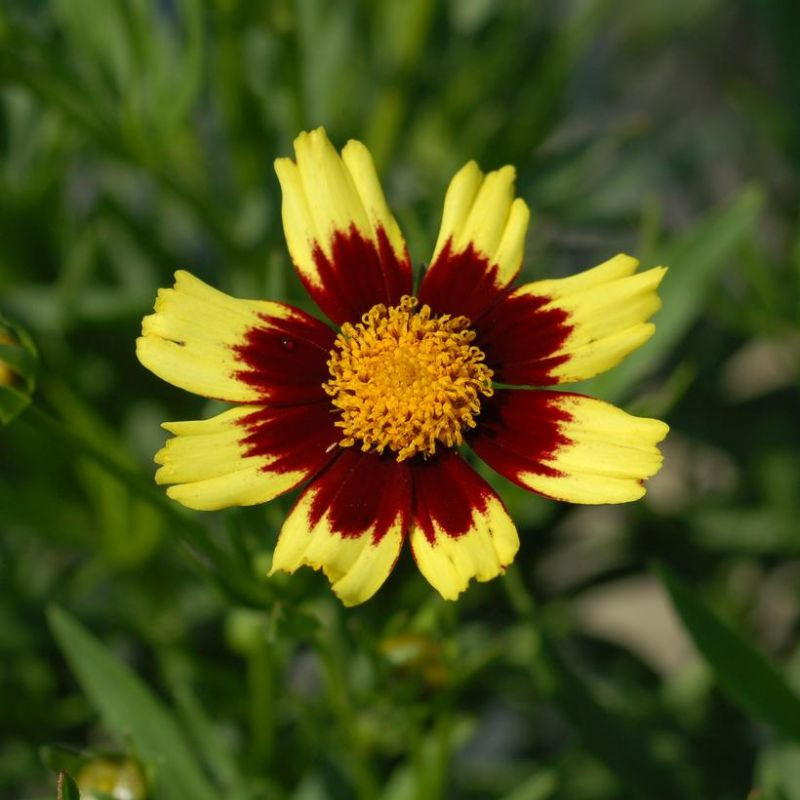 Early Sunrise Tickseed | Plant Addicts