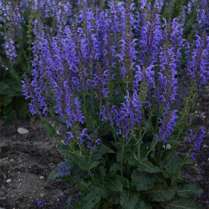 Saucy Wine Salvia | PlantAddicts.com