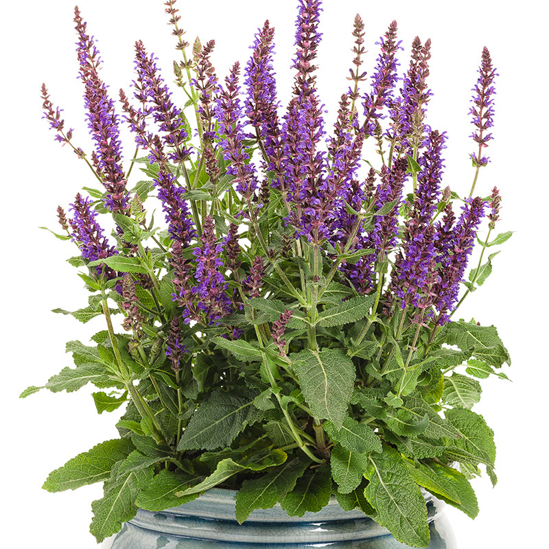 Violet Profusion Salvia | Plant Addicts