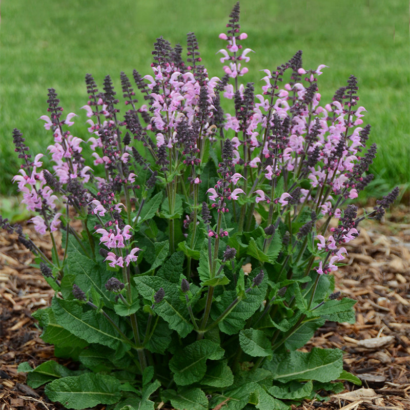 Color Spires® Indiglo Girl Salvia | Plant Addicts