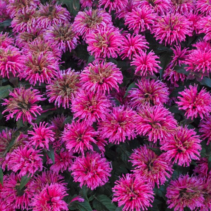 Sugar Buzz® Blue Moon Bee Balm | Plant Addicts
