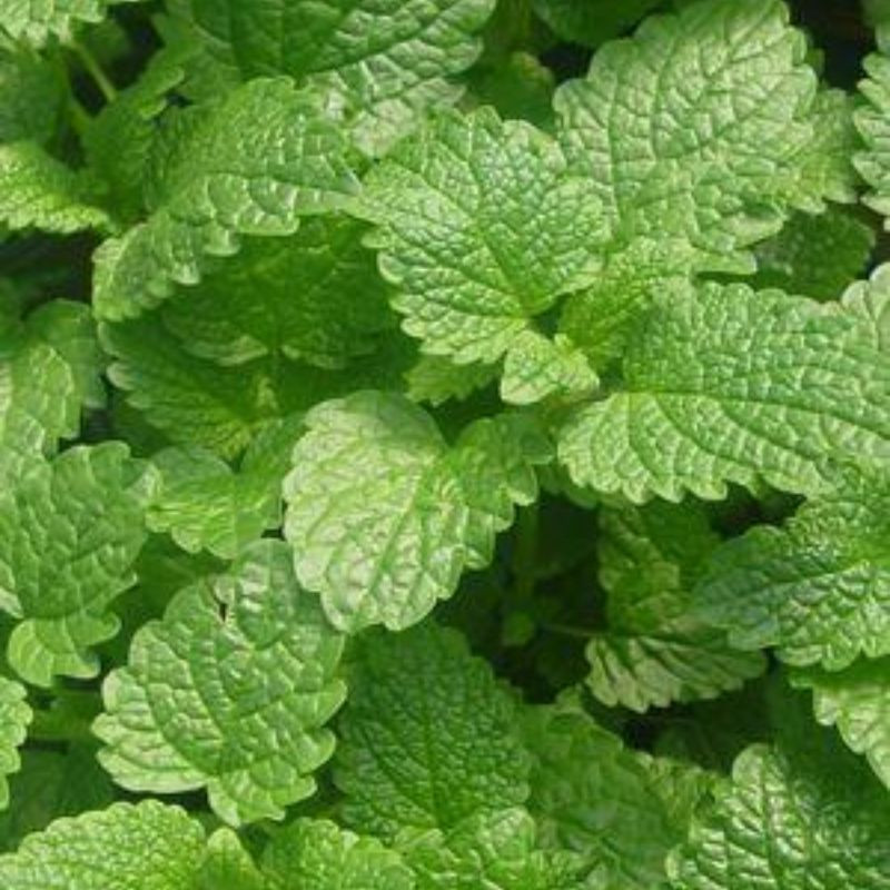 Wild Mint | Plant Addicts