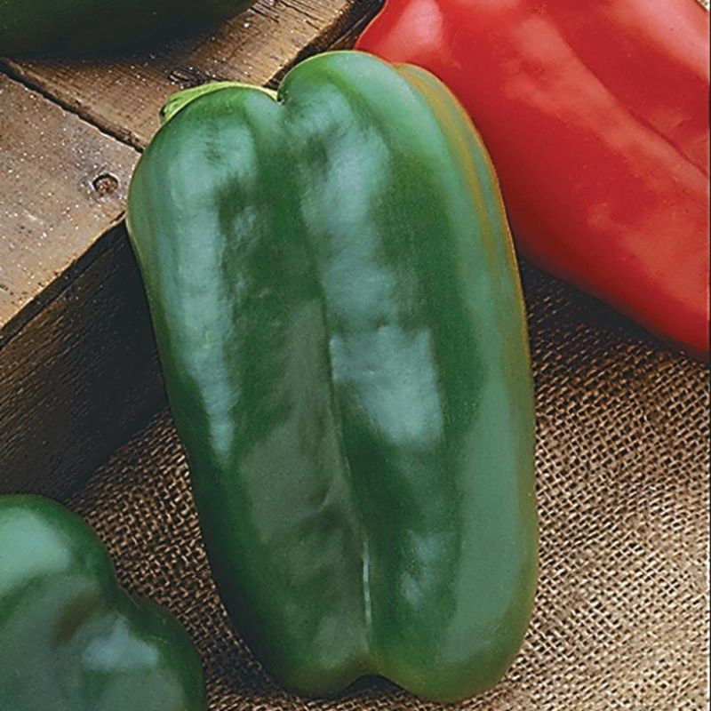 Sweet Heat Pepper | Plant Addicts
