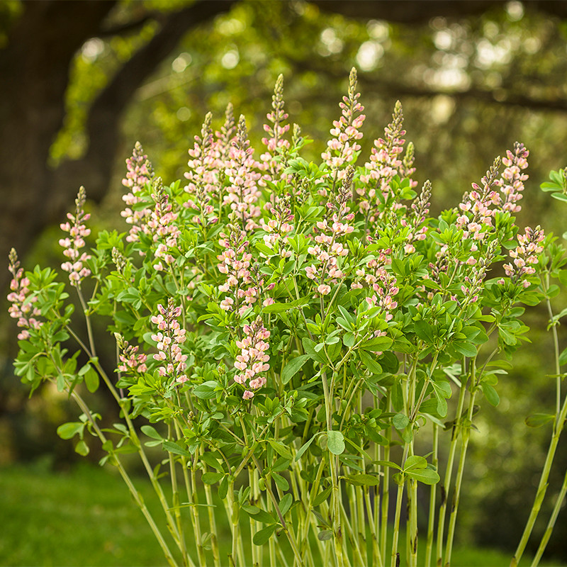 Decadence® Pink Lemonade False Indigo | Plant Addicts