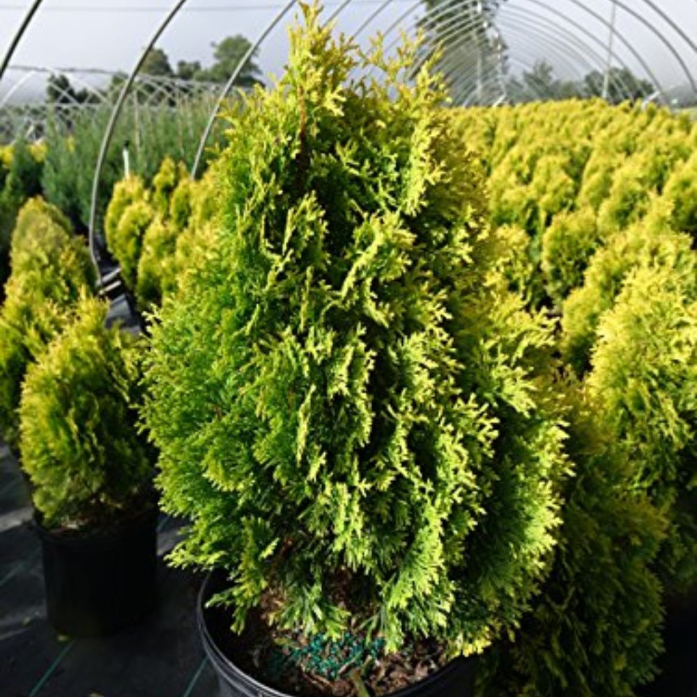 Amber Gold Arborvitae | Plant Addicts