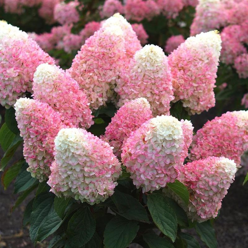 Magical® Ruby Snow Hydrangea | Plant Addicts