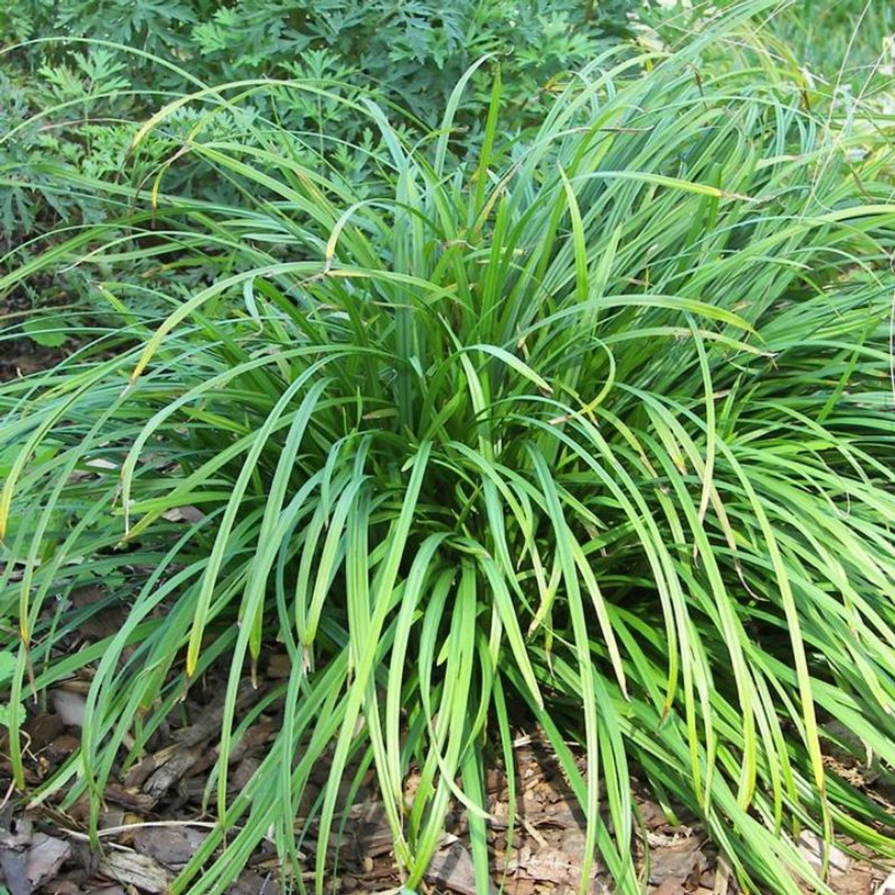 Evergold Sedge | Plant Addicts
