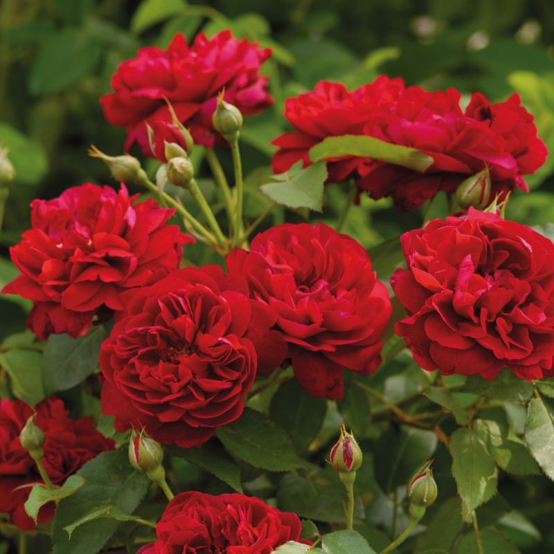 Darcey Busssell English Rose | Plant Addicts