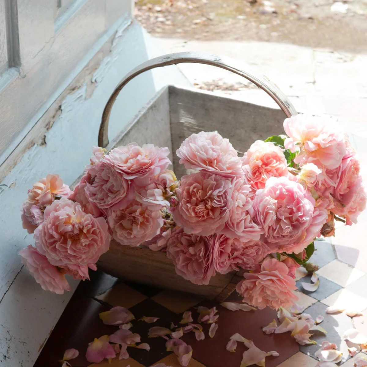Eustacia Vye Rose | Plant Addicts