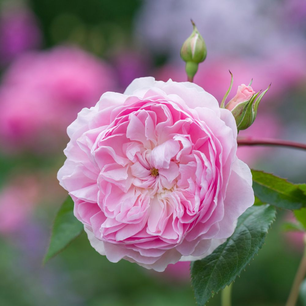 Silas Marner® Rose | Plant Addicts