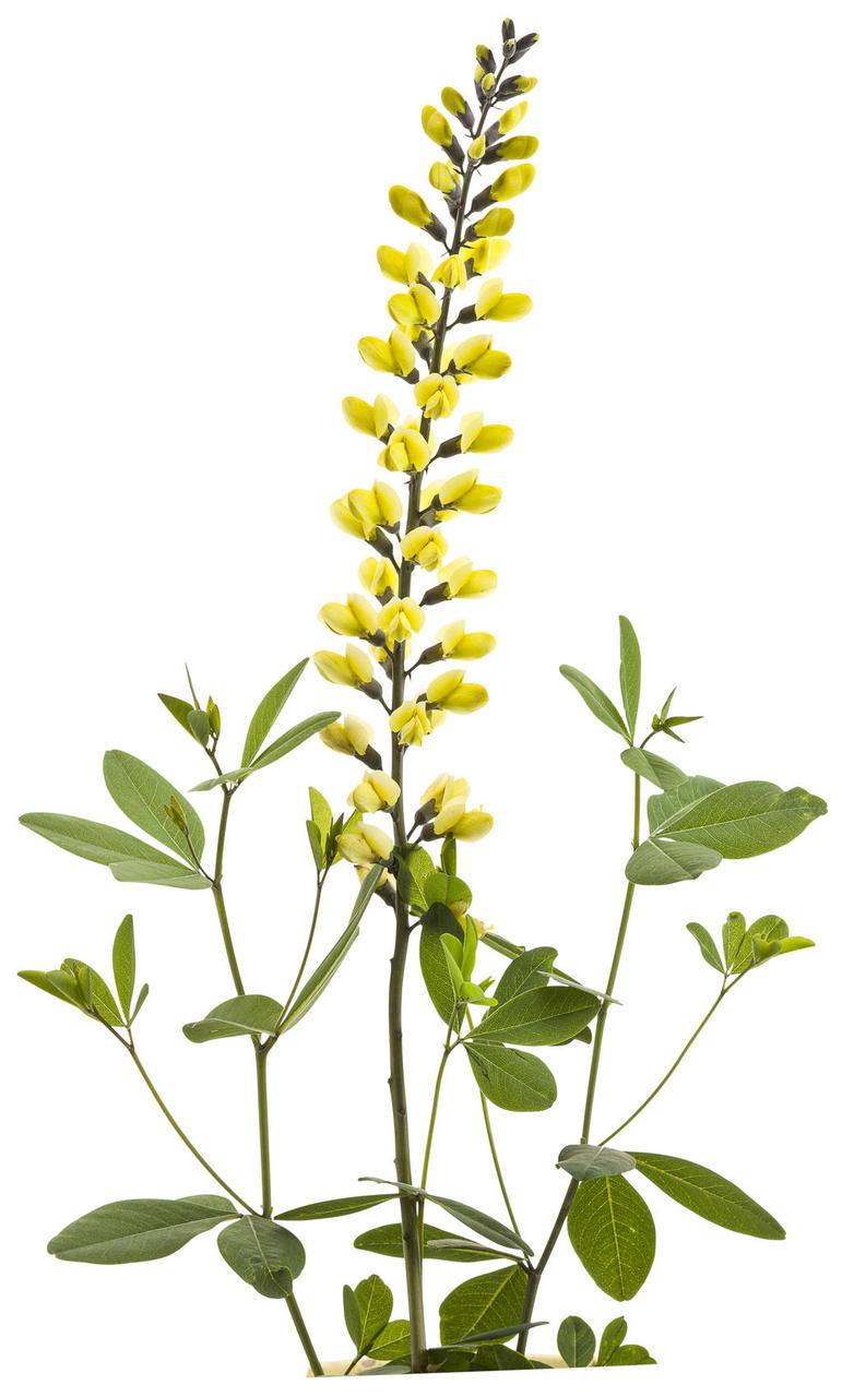 Decadence® Lemon Meringue False Indigo | Plant Addicts