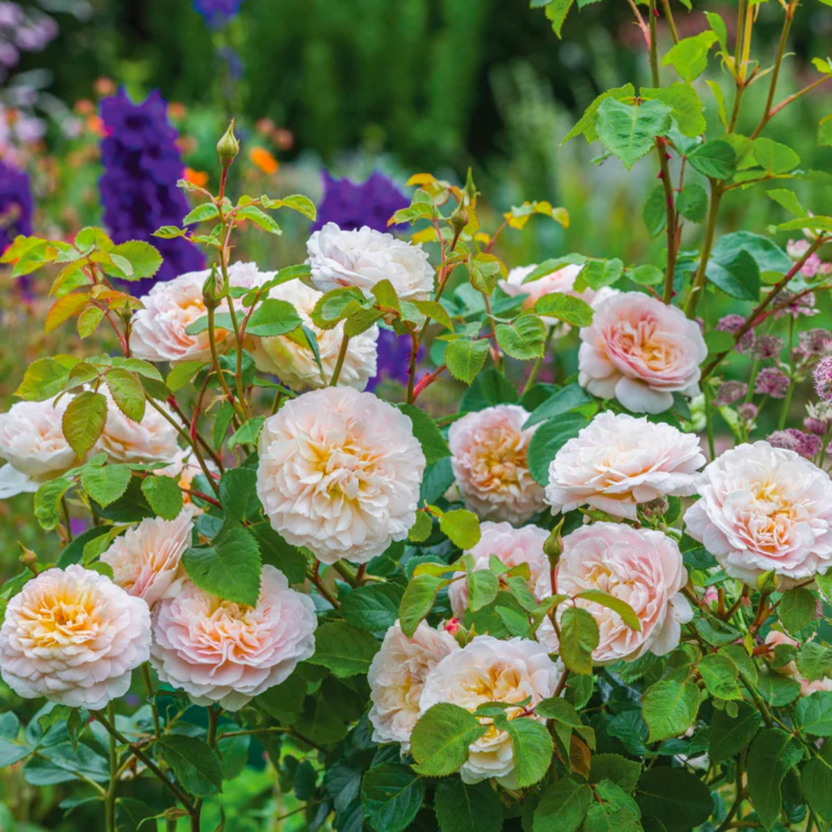 Emily Bronte Rose | Plant Addicts