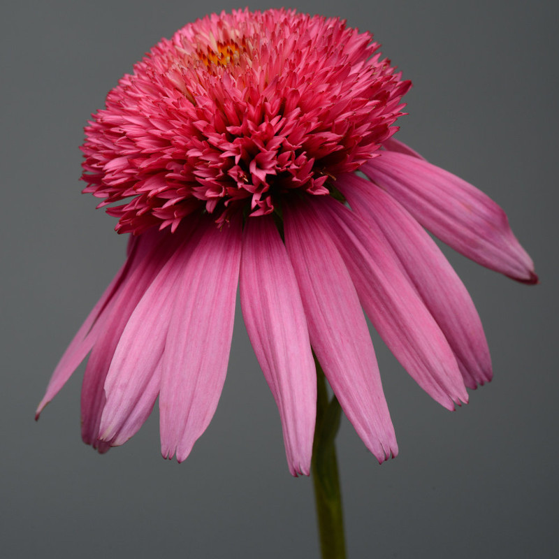 Delicious Candy Coneflower | Plant Addicts