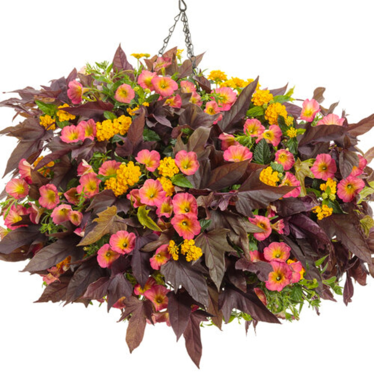 Supertunia® Persimmon Petunia | Plant Addicts
