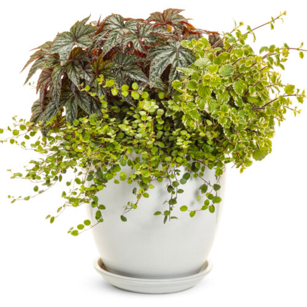 Proven Accents® Variegated Swedish Ivy | Plant Addicts