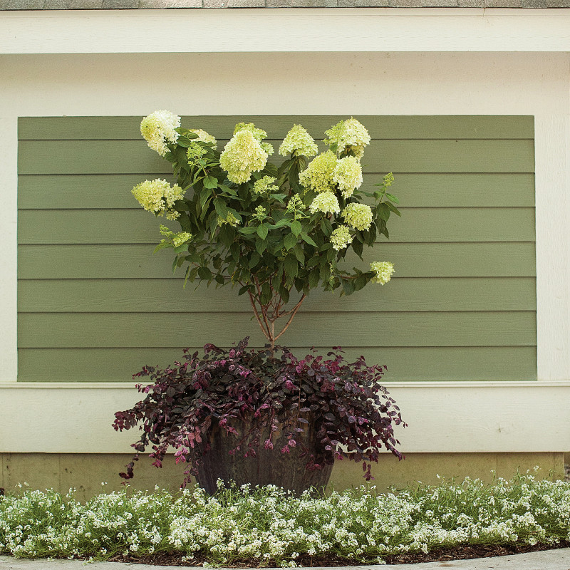 Limelight Hydrangea | Plant Addicts