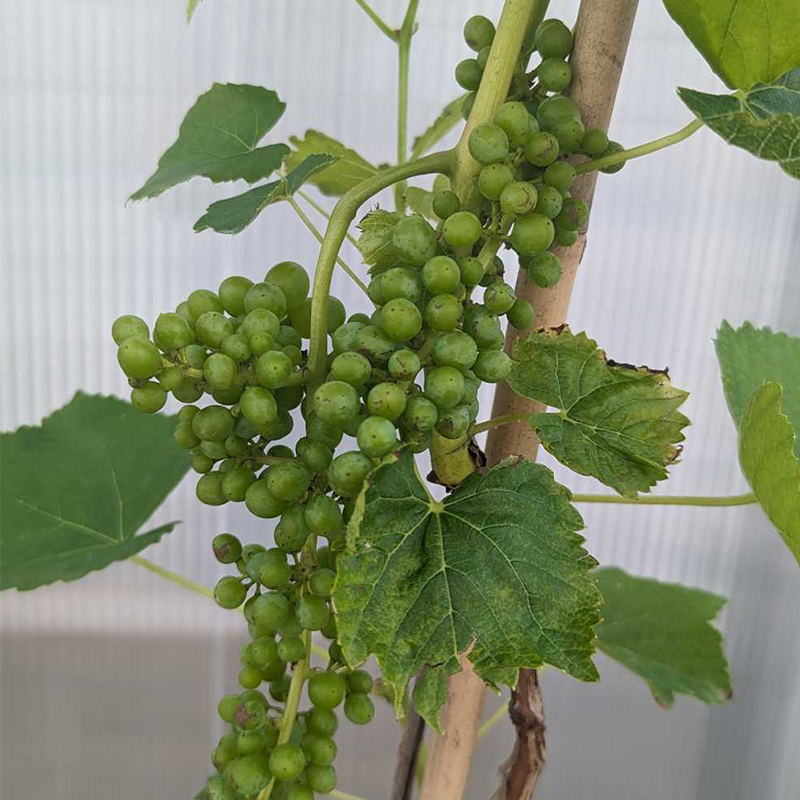 Grape Vine Plants For Sale | Plant Addicts