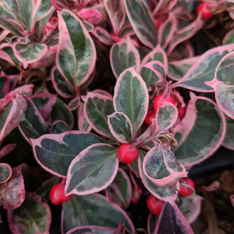 Winter Splash™ Variegated Wintergreen | Plant Addicts