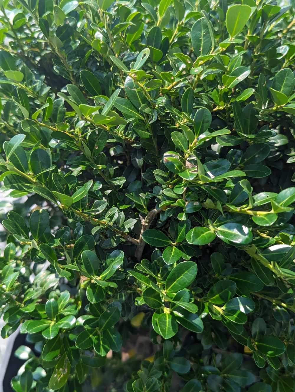 Green Luster Japanese Holly | Plant Addicts