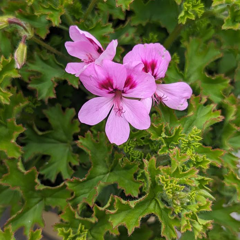 lemon fresh geranium