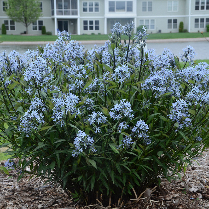 Butterfly Milkweed | Plant Addicts