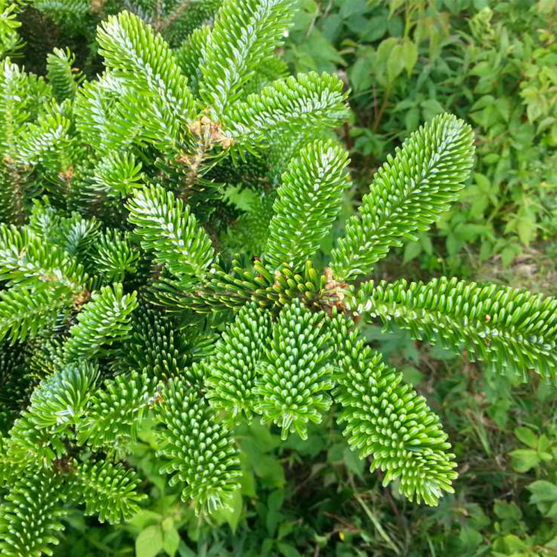 fir tree leaves