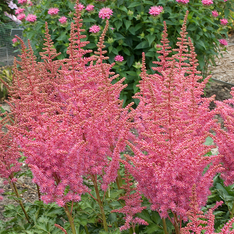 Visions Astilbe | Plant Addicts