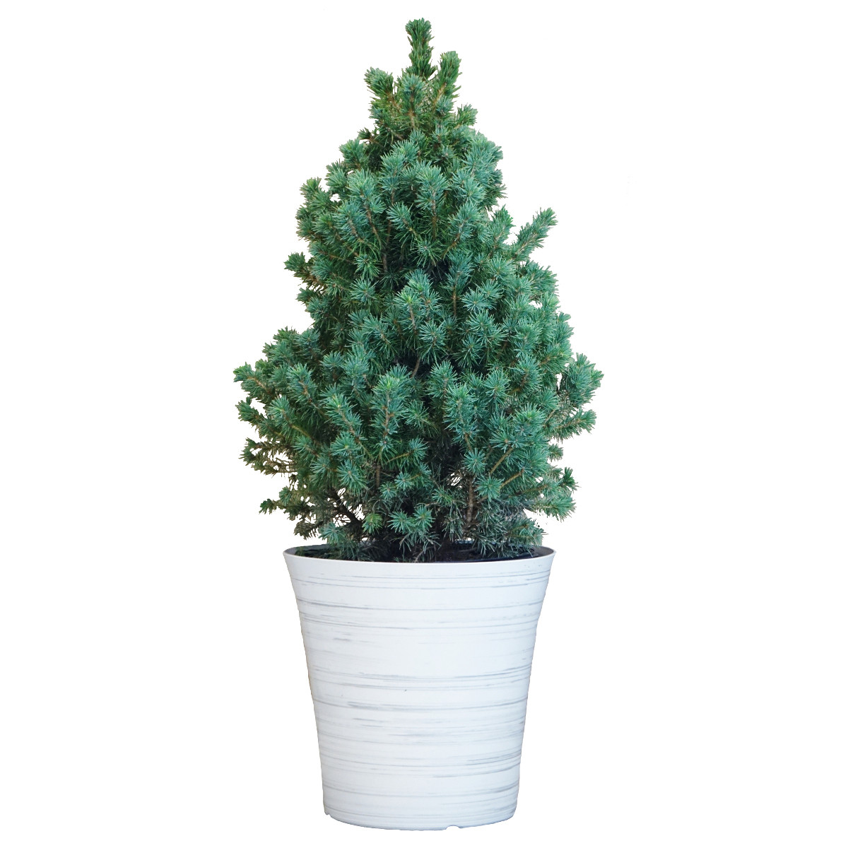 Spruce Trees | Plant Addicts