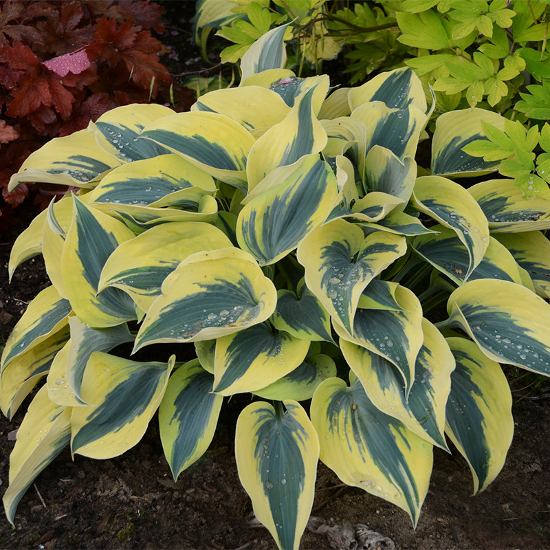 Blue Ivory Hosta | Plant Addicts