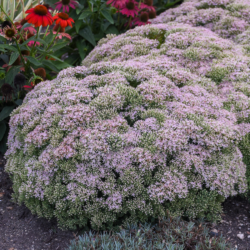Rock 'N Low Boogie Woogie Stonecrop Sedum | Plant Addicts