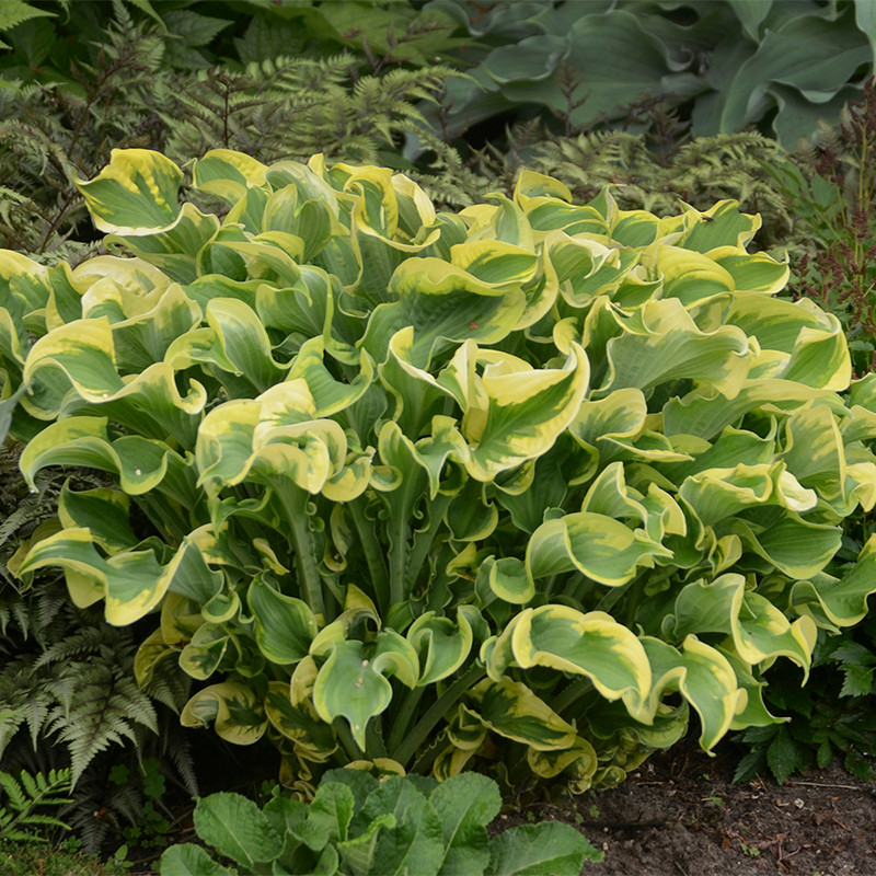 Blue Ivory Hosta | Plant Addicts