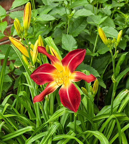 Rainbow Rhythm® Ruby Spider Daylily | Plant Addicts