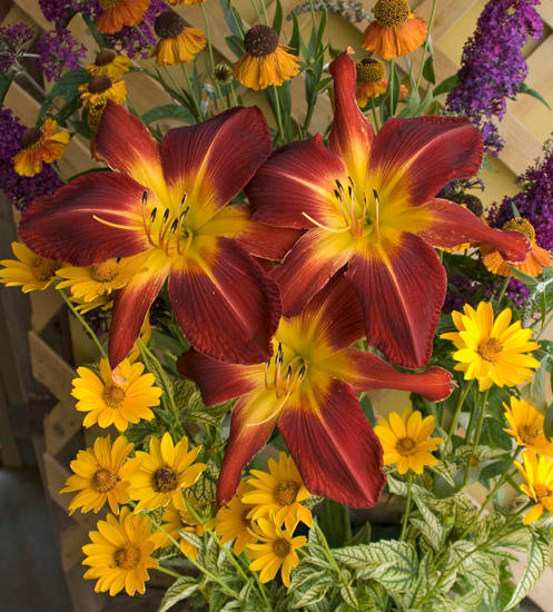 Rainbow Rhythm® Ruby Spider Daylily | Plant Addicts