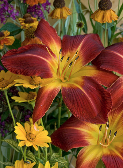 Rainbow Rhythm® Ruby Spider Daylily | Plant Addicts