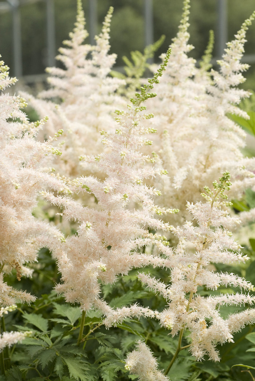 astilbe white