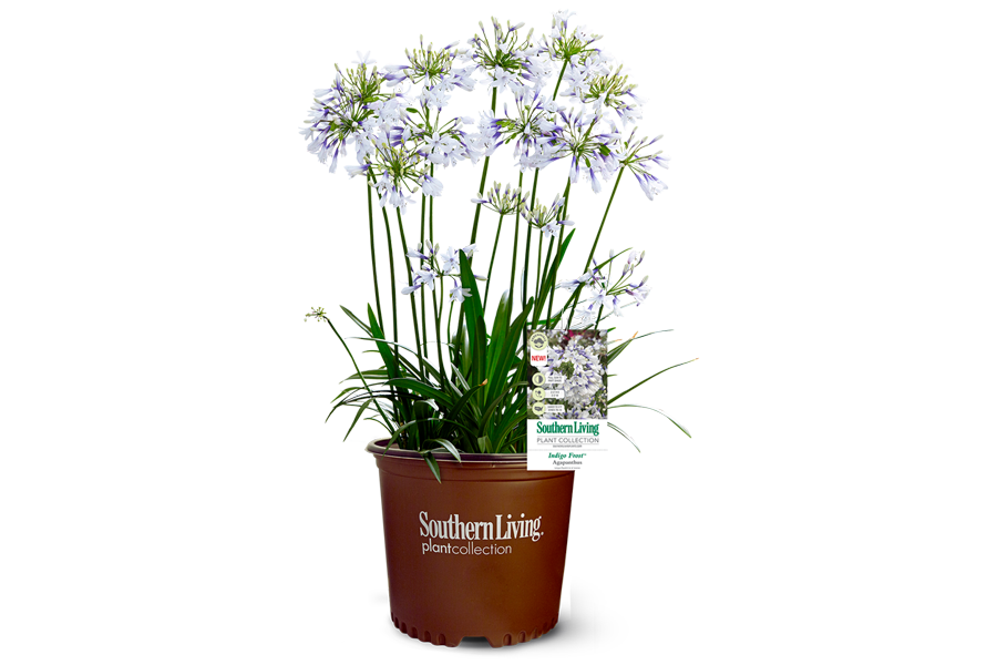 Indigo Frost Agapanthus | PlantAddicts.com