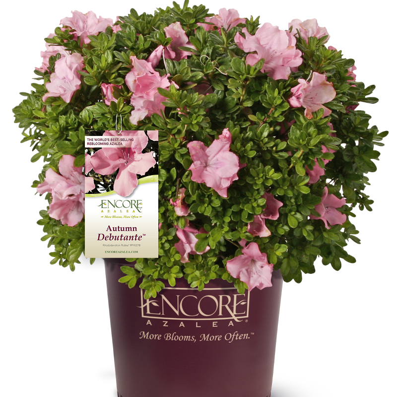Autumn Sweetheart Encore Azalea | PlantAddicts.com