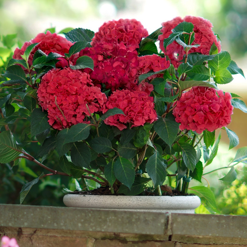 dark red hydrangea