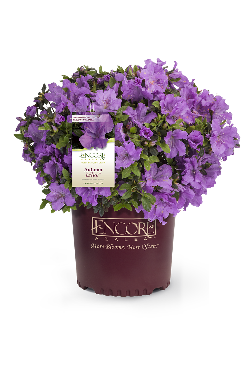 Autumn Lilac Encore Azalea | PlantAddicts.com