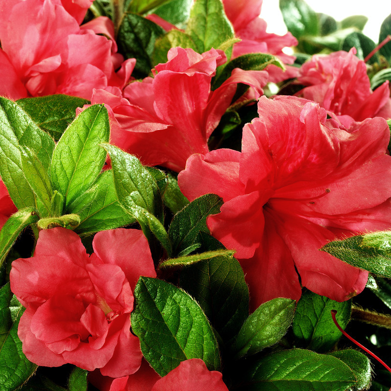 Autumn Bravo Encore Azalea | PlantAddicts.com