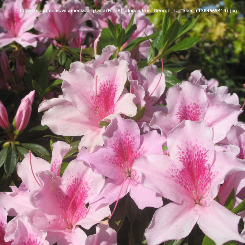 George L. Taber Azalea | PlantAddicts.com