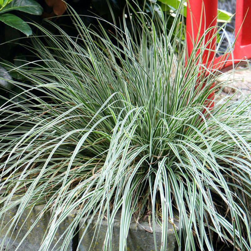 Evergold Sedge | Plant Addicts