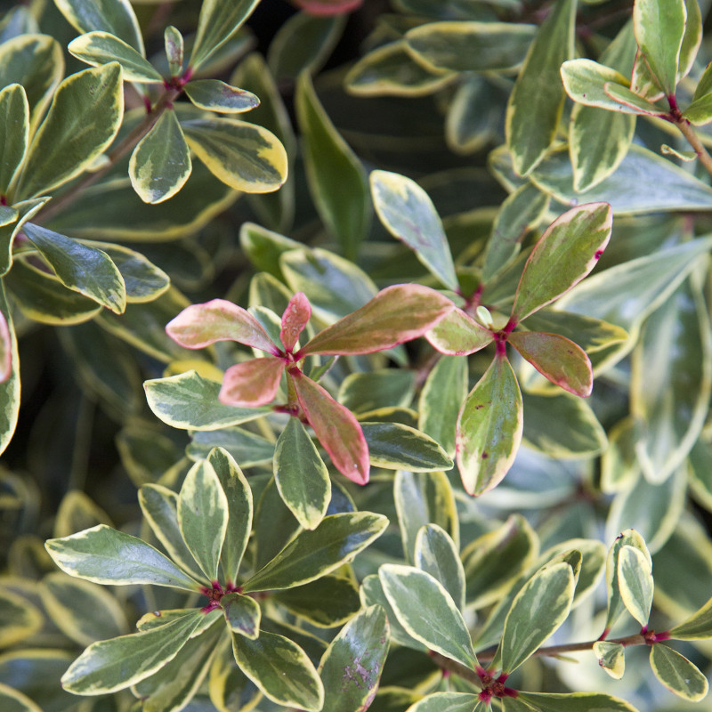 Cleyera Shrubs | Plant Addicts