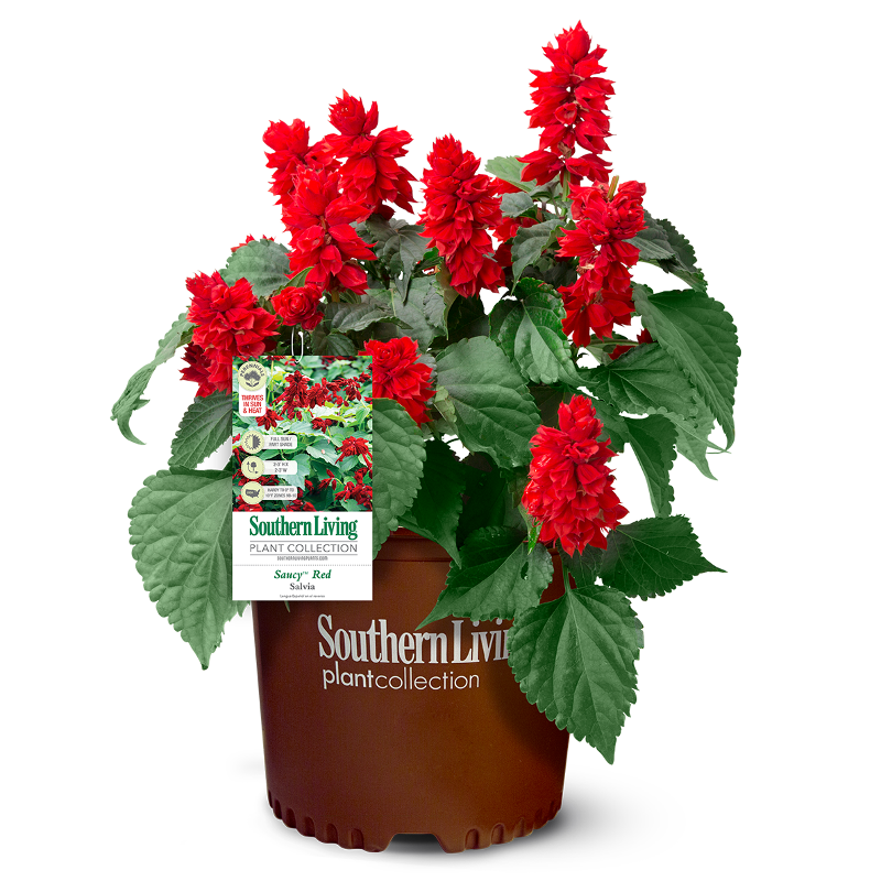 Salvia Plants For Sale | Plant Addicts