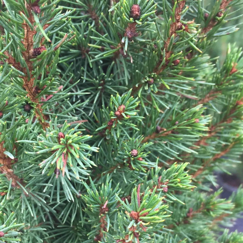 Birds Nest Spruce | Plant Addicts