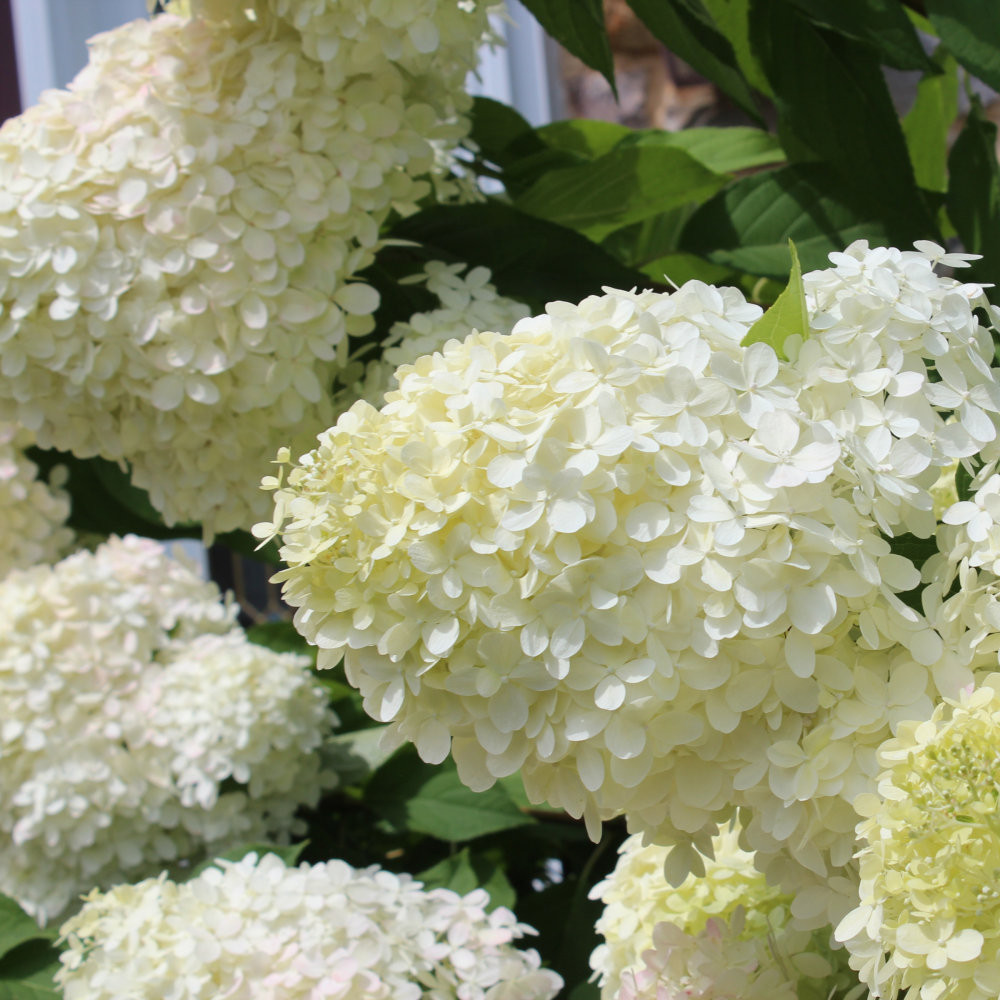 Phantom Hydrangea | Plant Addicts