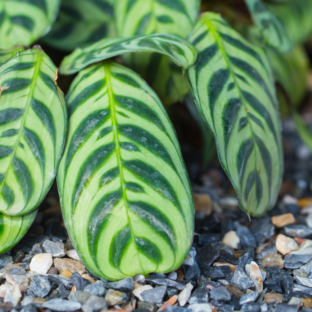 Fishbone Prayer Plant | Plant Addicts