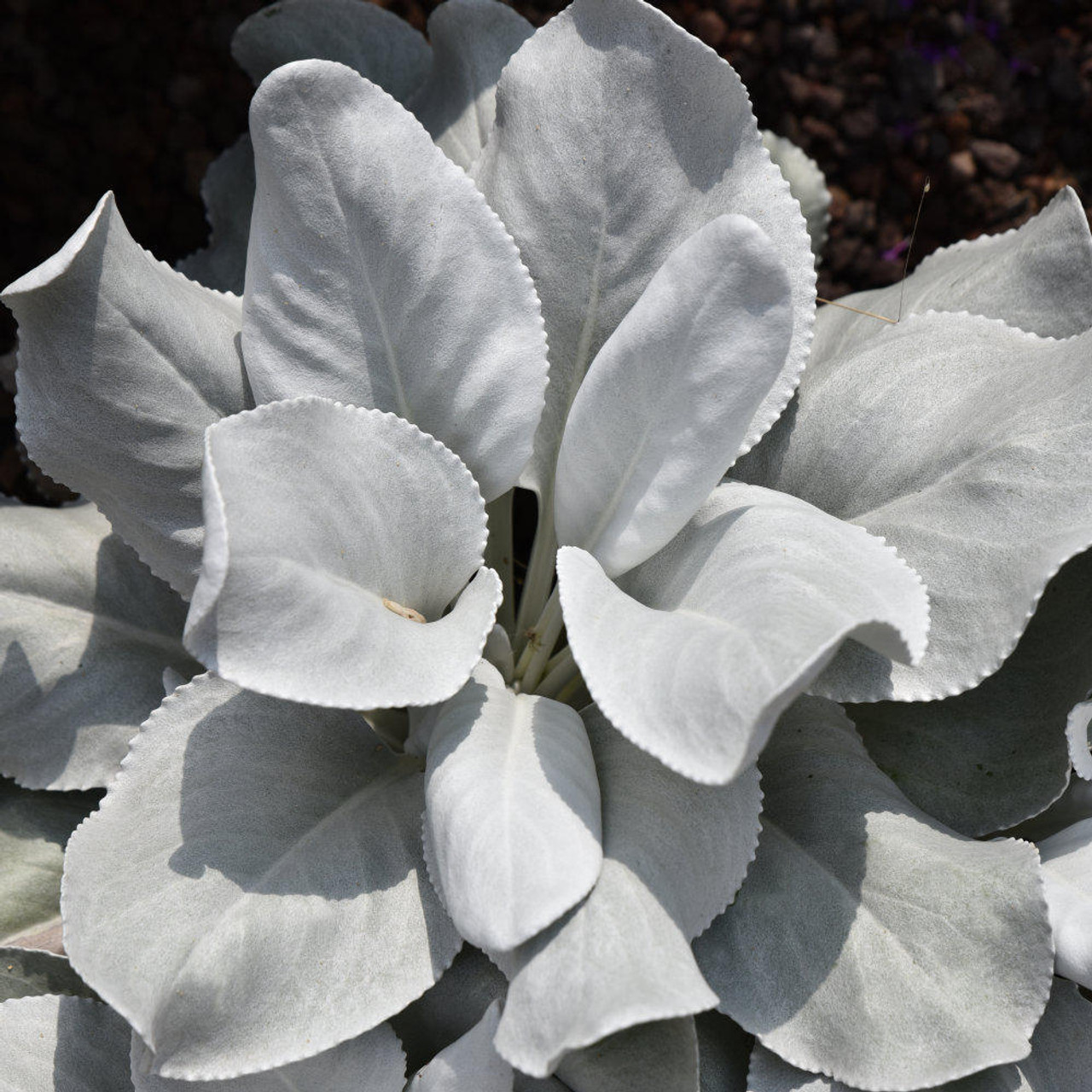 Angel Wings Plant Plant Addicts