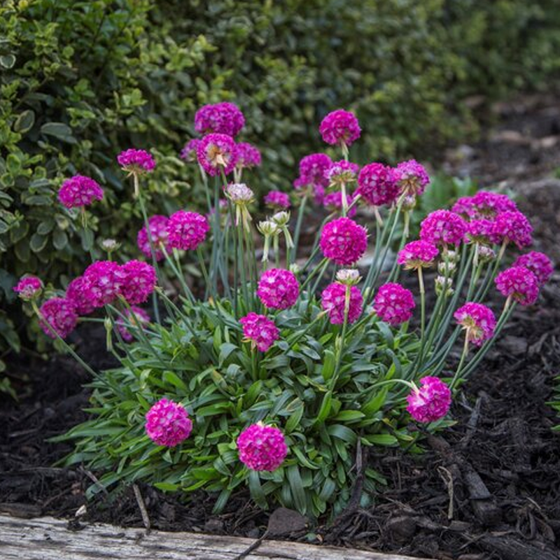 Dreameria® Dream Weaver Thrift | Plant Addicts