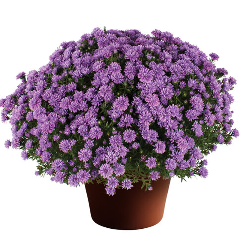 Henry I Blue Aster | Plant Addicts
